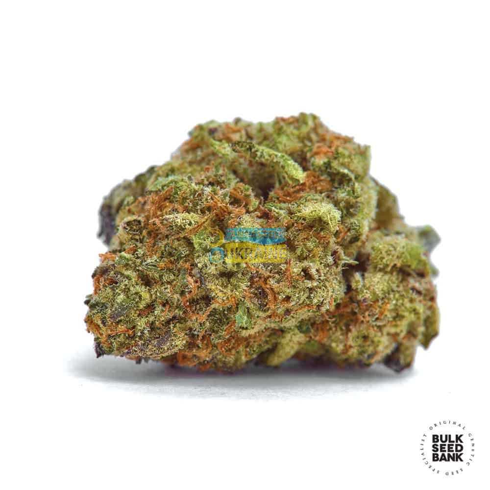 Насіння Mazar Extra feminized : 5 фем від Bulk Seed Bank - купити на ...
