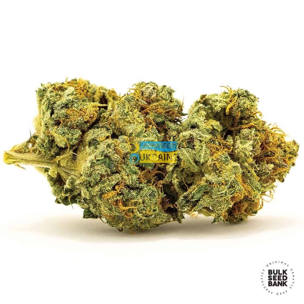 Auto Banana Monkey feminized - CannaSeeds