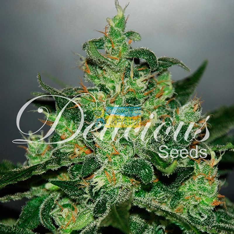 Семена Auto Critical Jack Herer feminized : 1 авто фем от Delicious ...