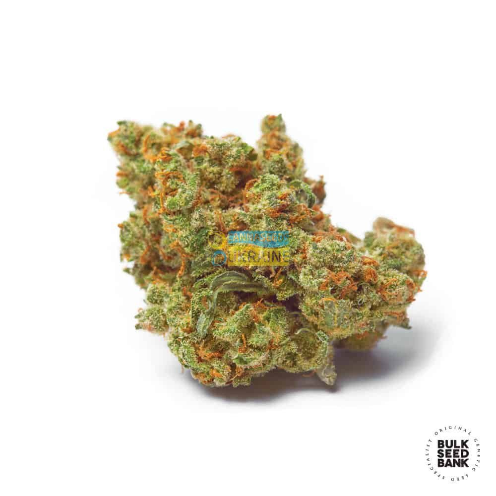 Насіння Critical Mass feminized : 5 фем від Bulk Seed Bank - купити на ...