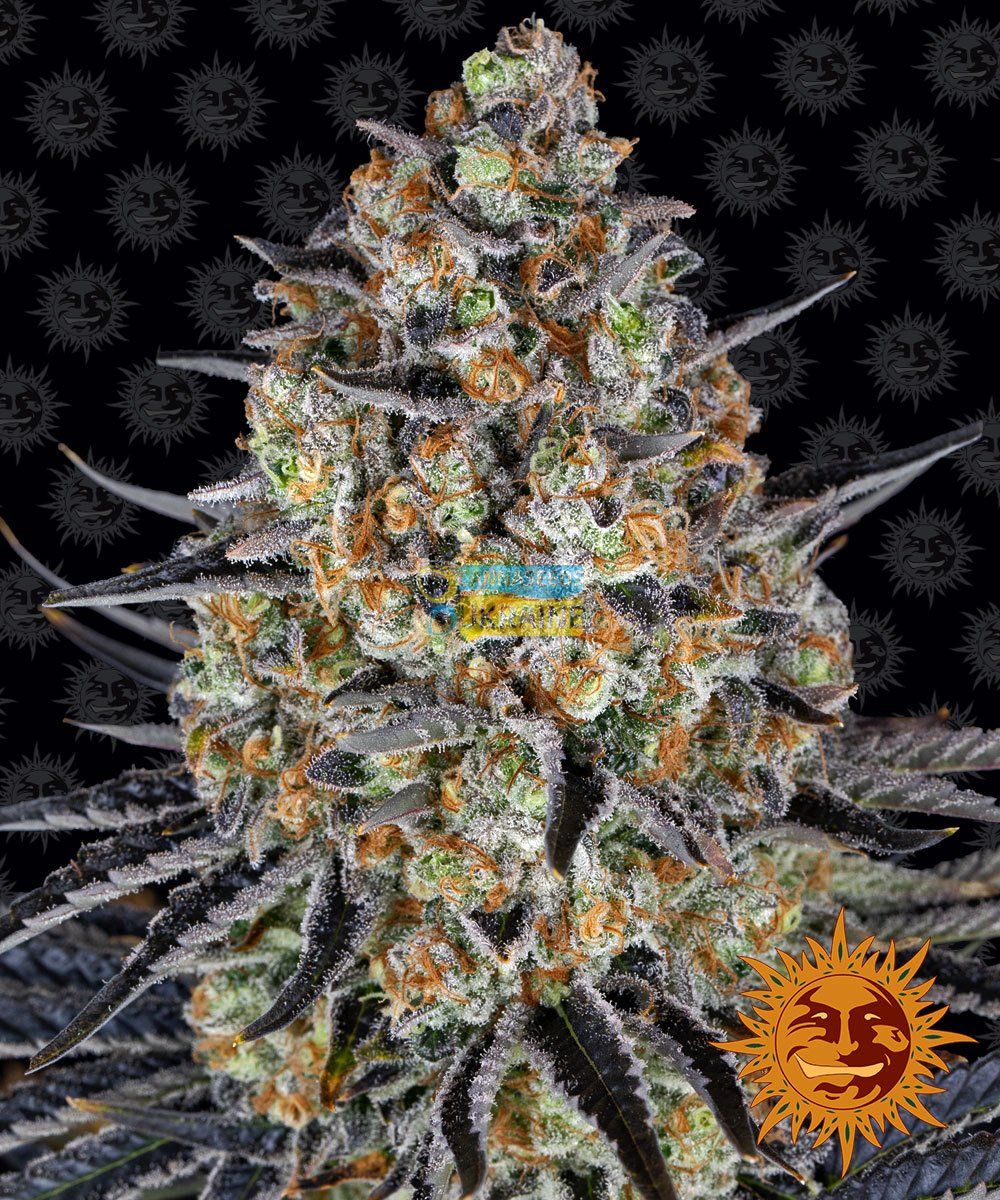 Насіння LSD Feminised : 1 фем від Barney's Farm - купити на cannaseeds.ua