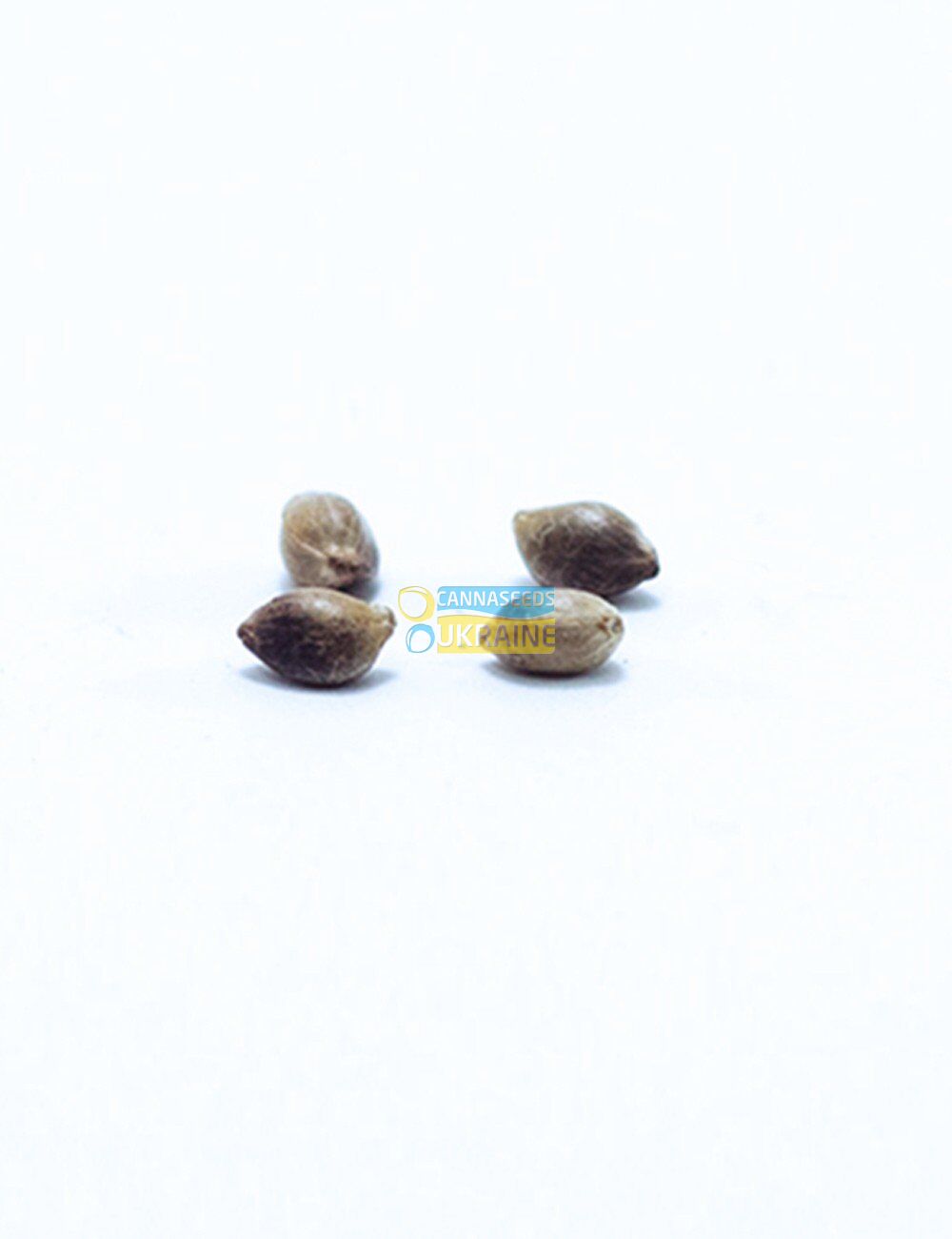 Семена Mendocino Purple Kush feminized : 3 фем от Medical Seeds ...