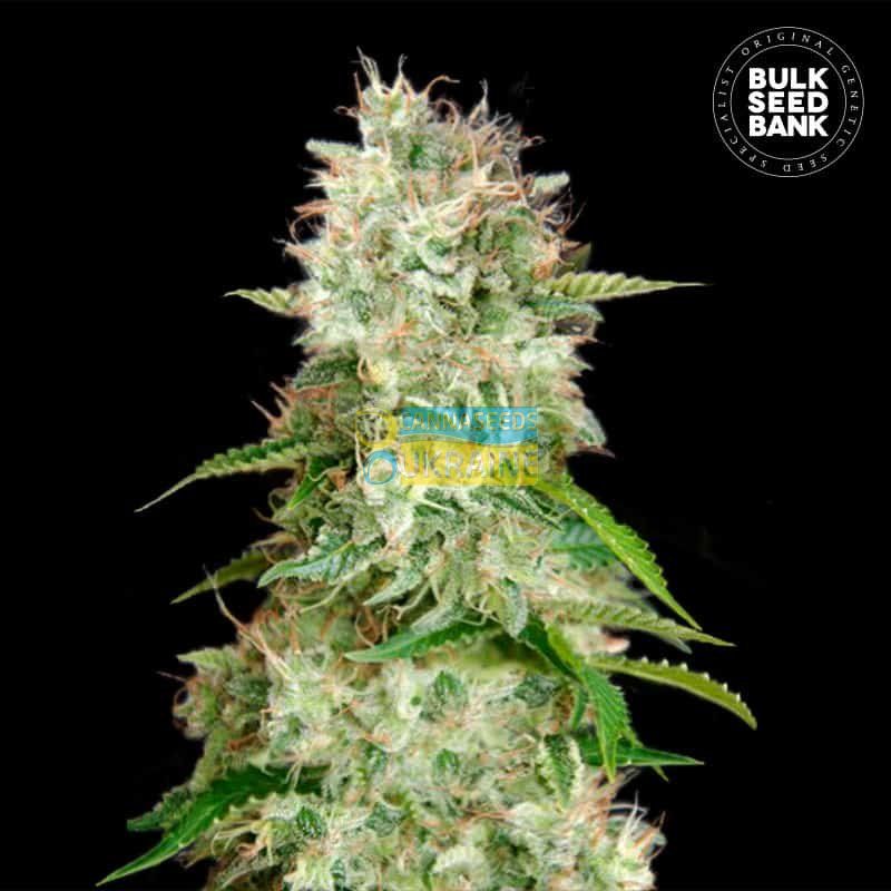 Семена Auto Cheese feminized : 5 авто фем от Bulk Seed Bank - купить на ...