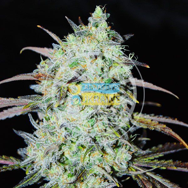 Насіння Bay Haze feminized, Delicious Seeds : 1 фем від Delicious Seeds ...