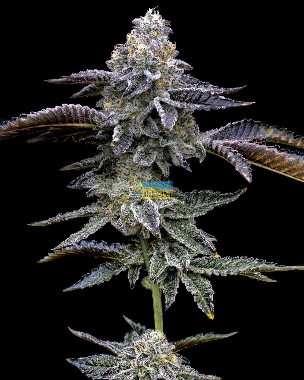 Насіння Blue Dream, Barney's Farm : 1 фем від Barney's Farm - купити на ...
