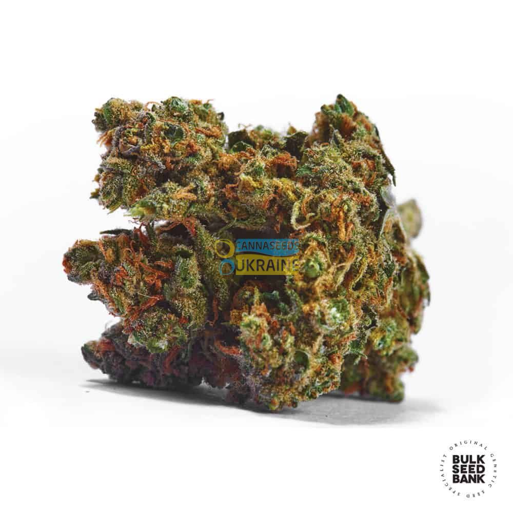Насіння Auto Jack Hair feminized : 5 авто фем від Bulk Seed Bank ...