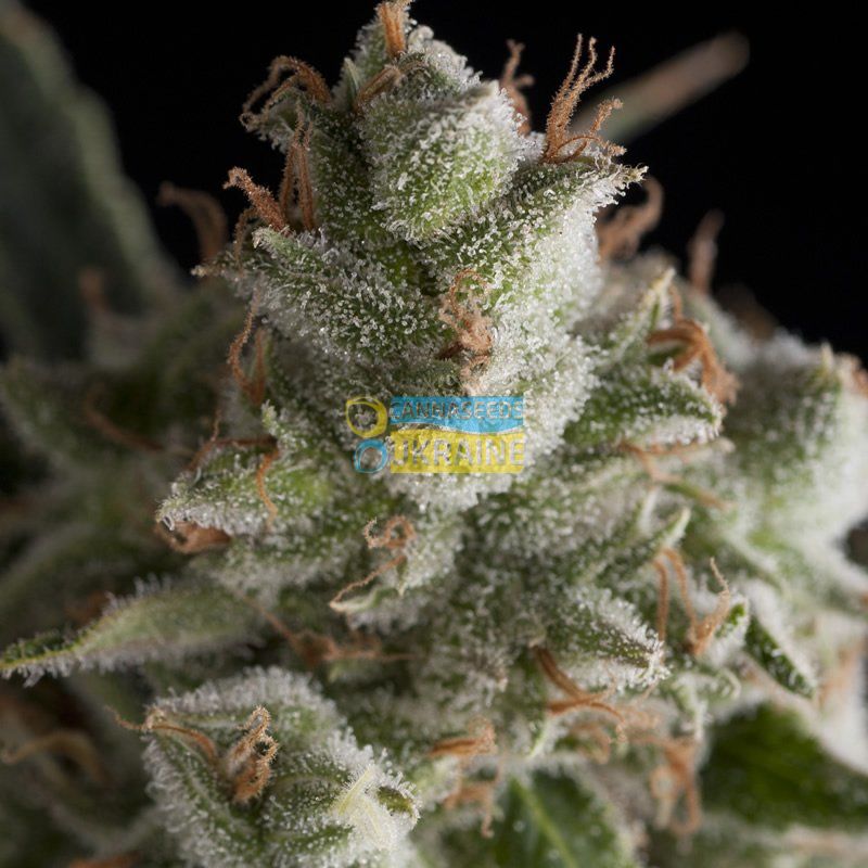 Насіння Fresh Candy feminized : 1 фем від Pyramid Seeds - купити на ...