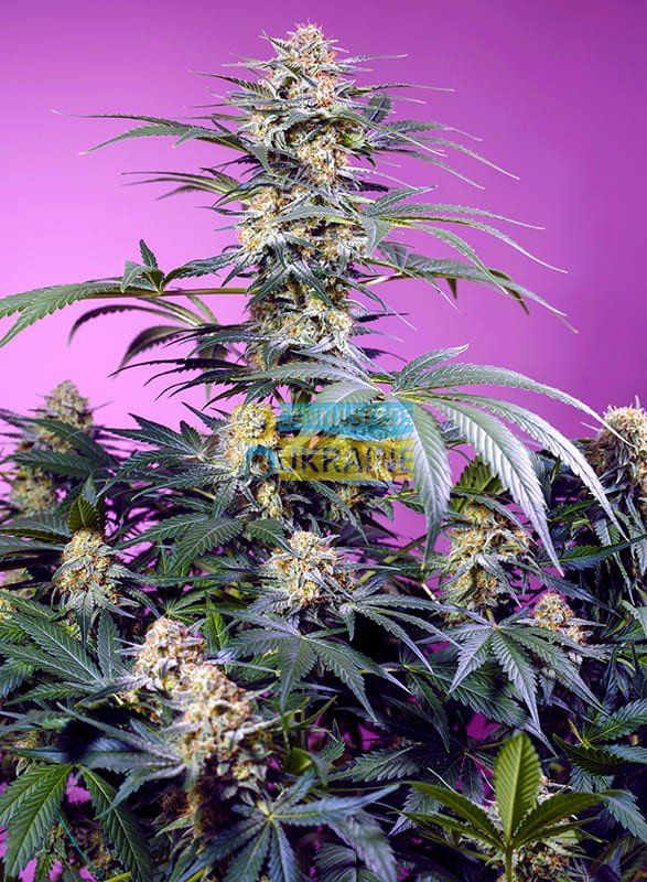 Насіння Monster Maker SWS117 feminized, Sweet Seeds : 4 фем від Sweet ...