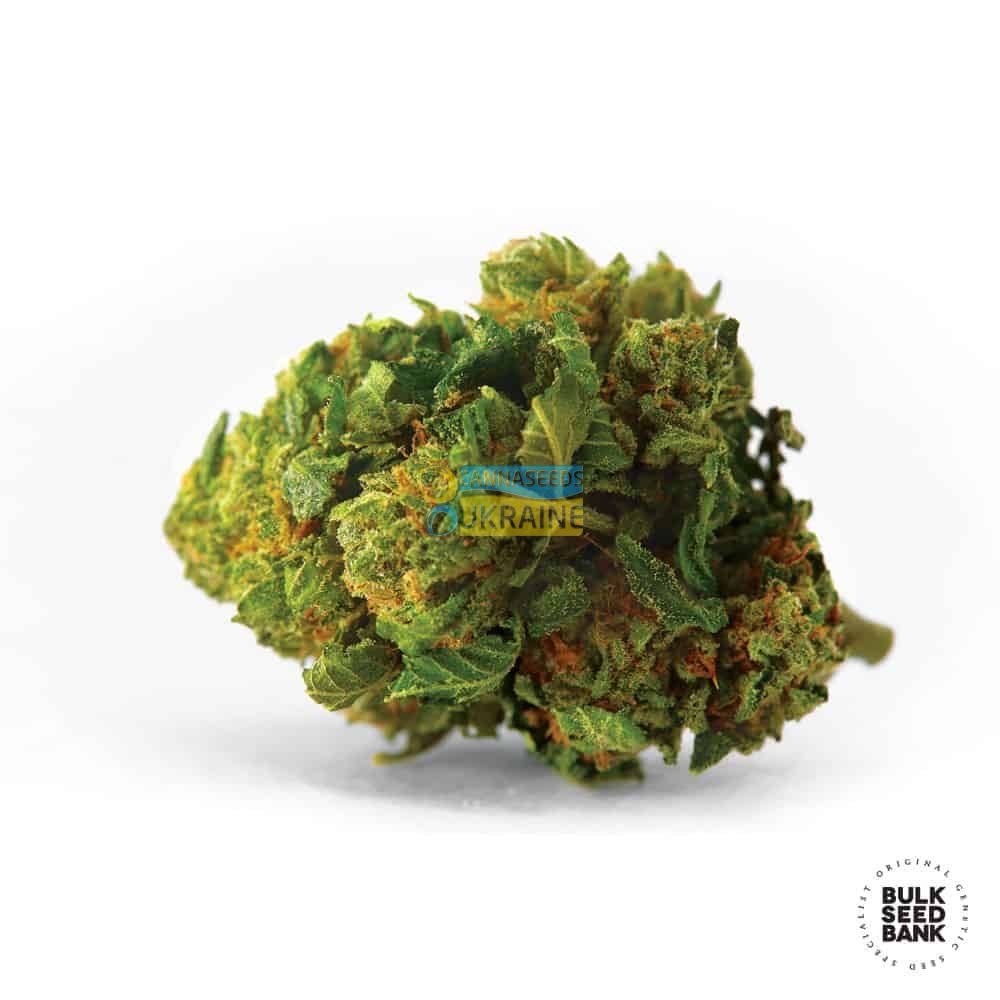 Семена Auto Bigger Bud feminized : 5 авто фем от Bulk Seed Bank ...