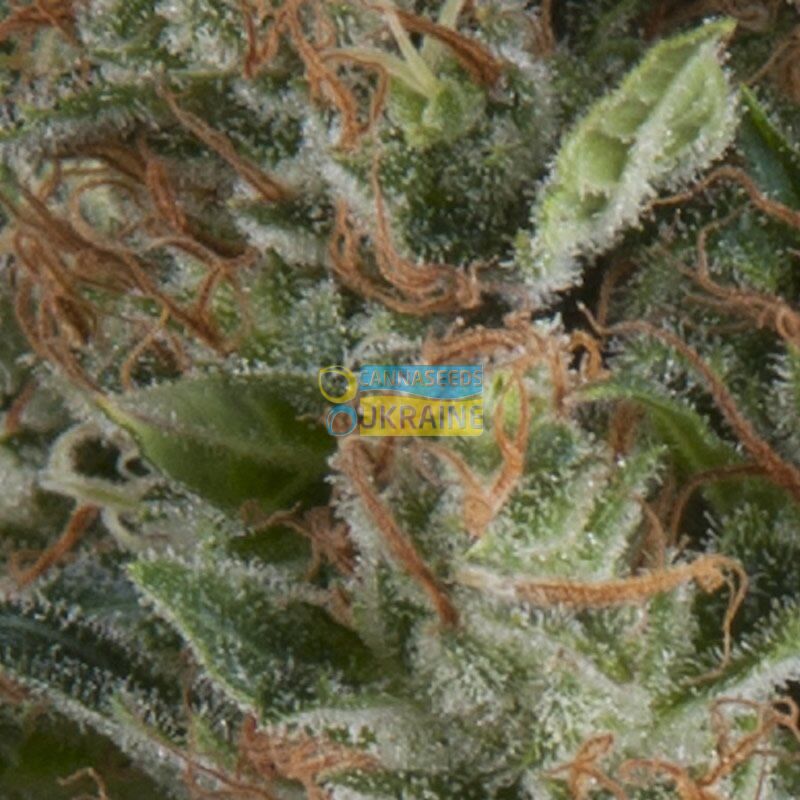 Семена Auto Wembley feminized : 1 авто фем от Pyramid Seeds - купить на ...