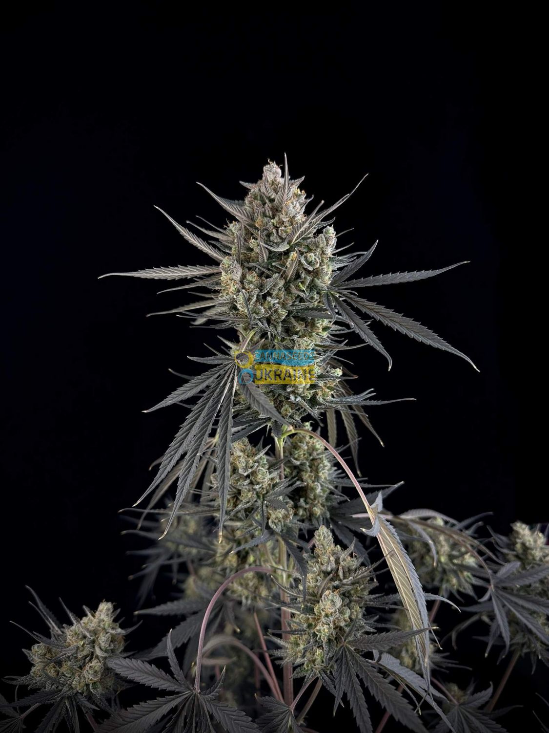 Семена Auto Pound Cake feminized, Fast Buds : 1 авто фем от Fast Buds ...