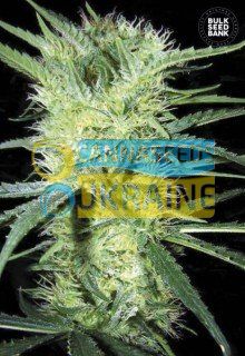 Насіння K2 feminized : 10 фем від Bulk Seed Bank - купити на cannaseeds.ua