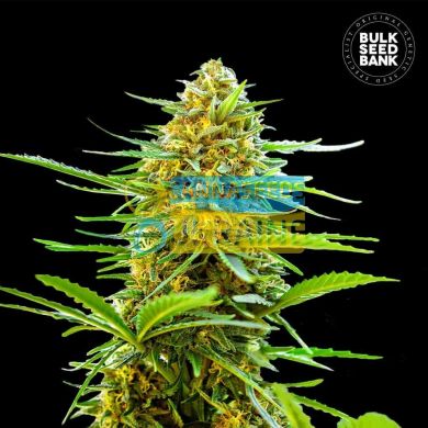 Auto Banana Monkey feminized - CannaSeeds