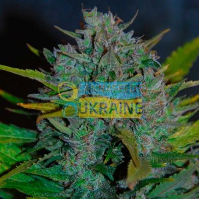 Auto Ultraviolet feminized, семена поштучно - CannaSeeds
